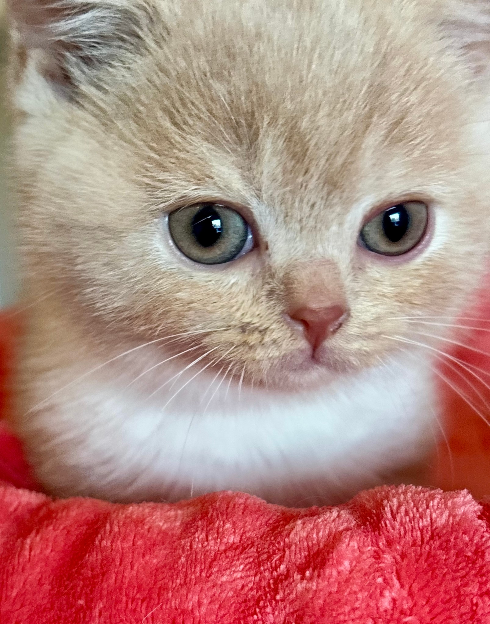 Blog – precioustreasurescattery