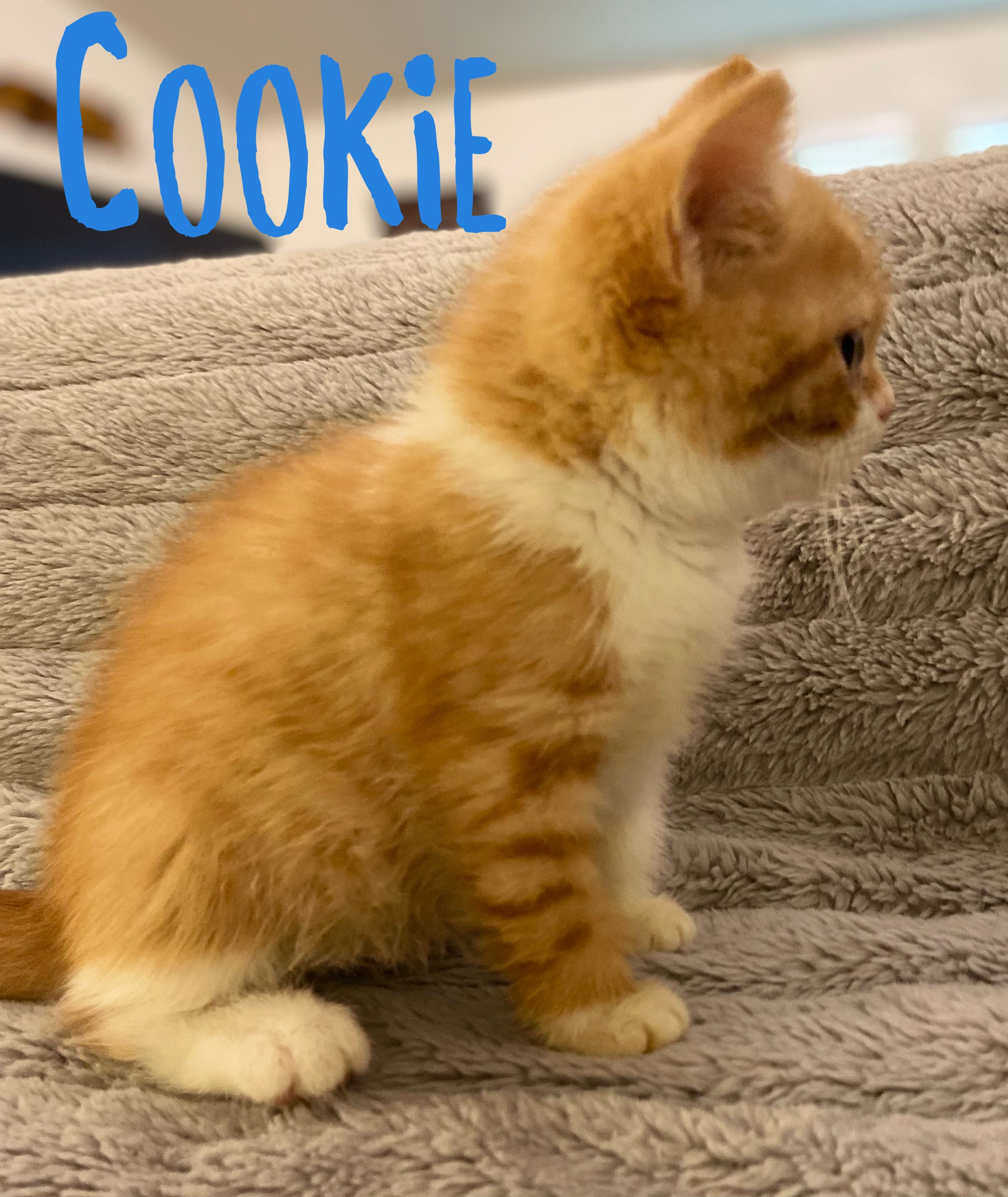 Blog – precioustreasurescattery