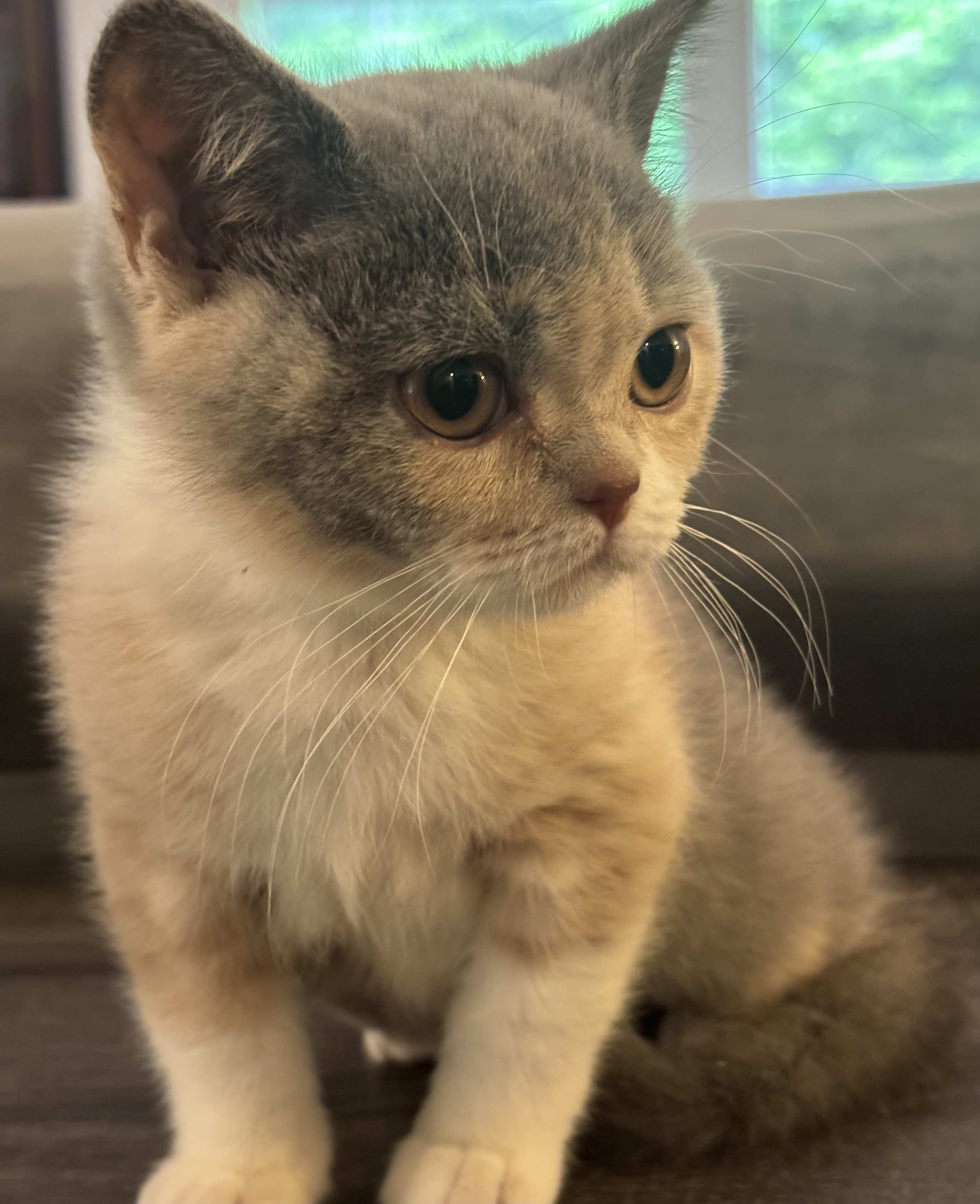 Blog – precioustreasurescattery