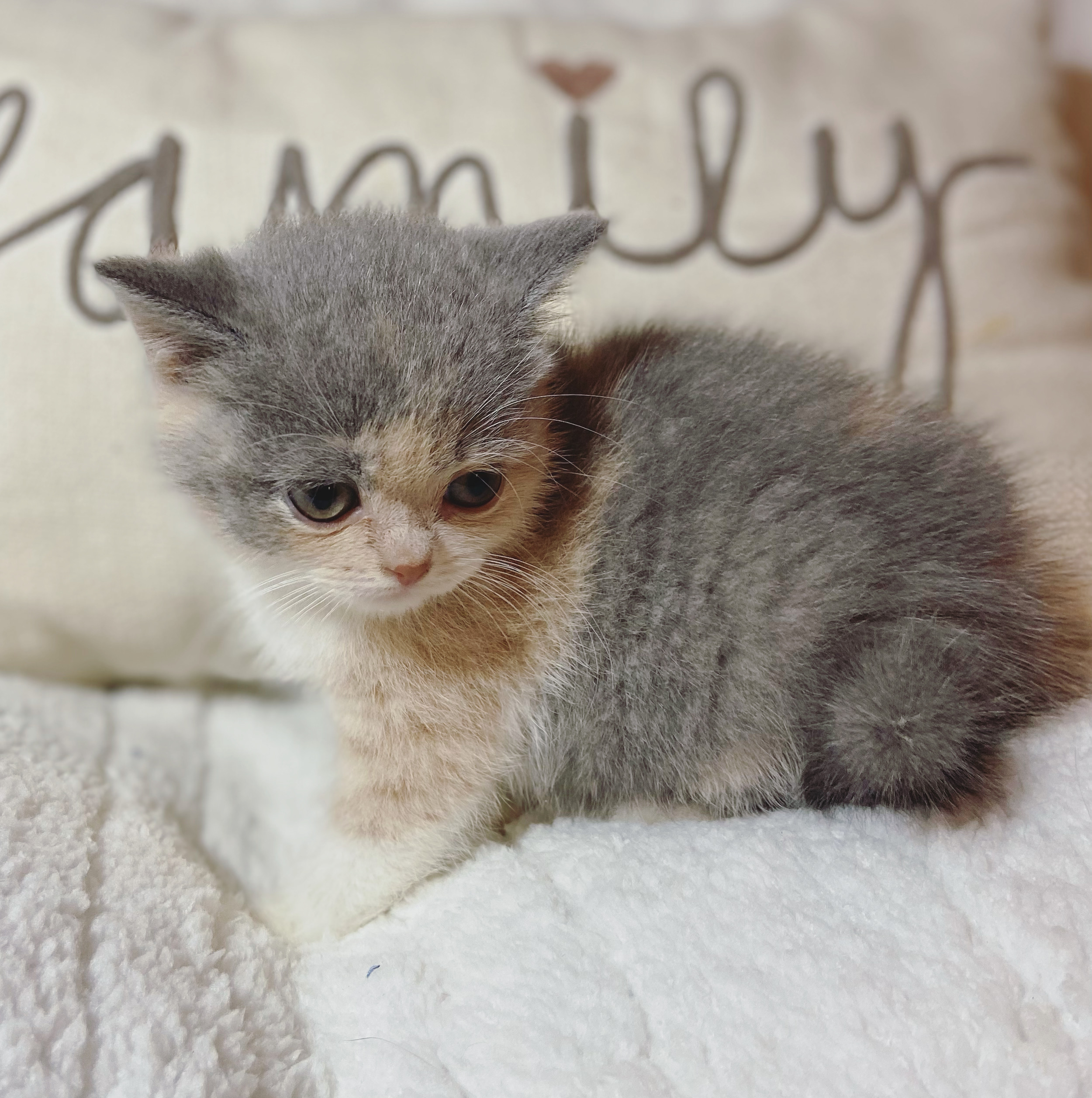 Blog – precioustreasurescattery